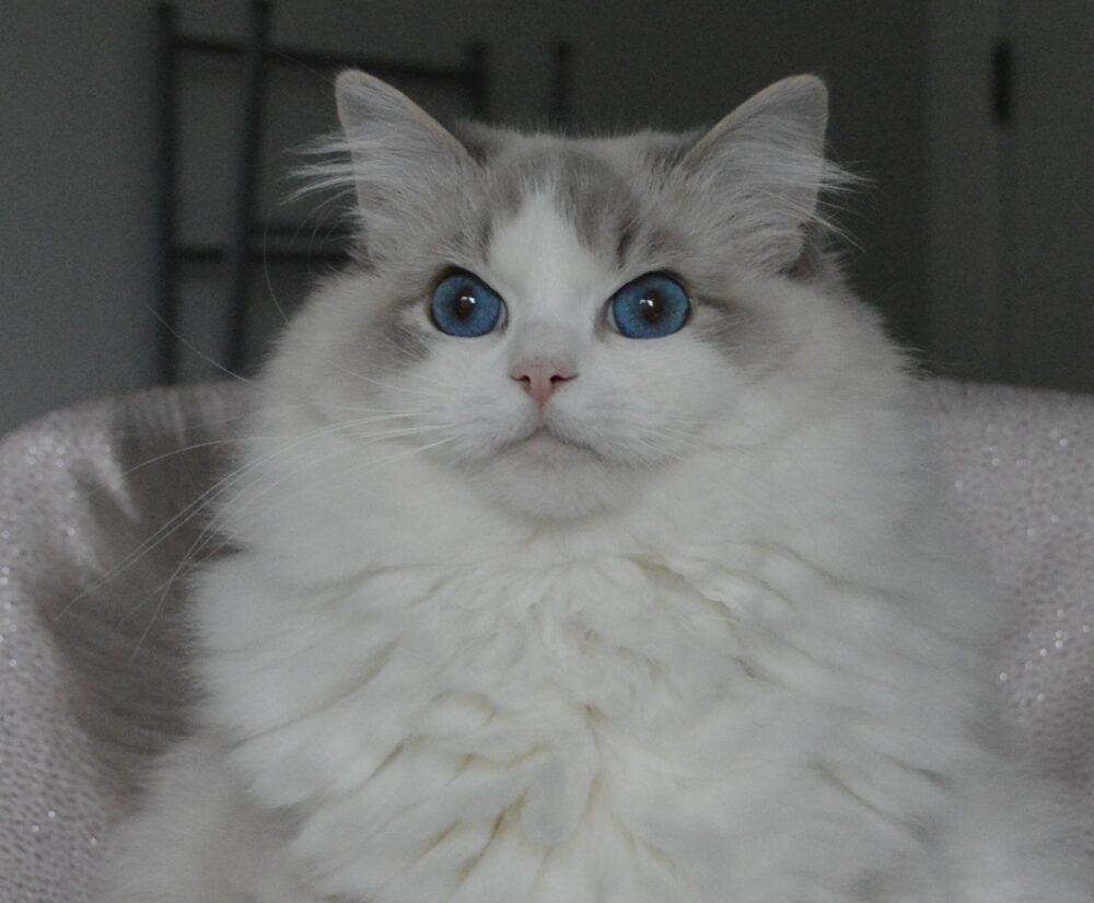 candy4 | Gentle Touch Ragdolls