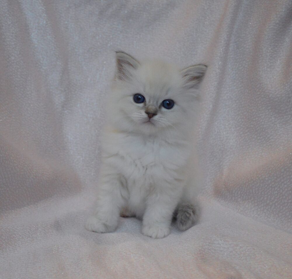 cblmg2 | Gentle Touch Ragdolls