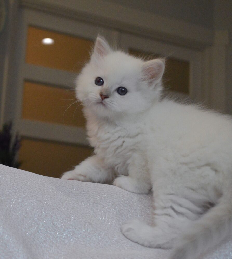 cllmb19 | Gentle Touch Ragdolls